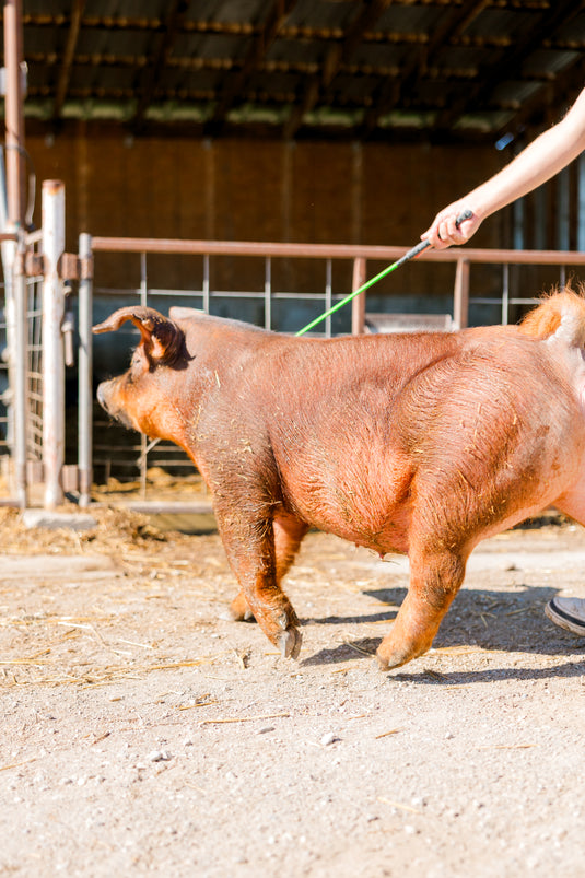 Pig Breeds – Utah Pork Producers