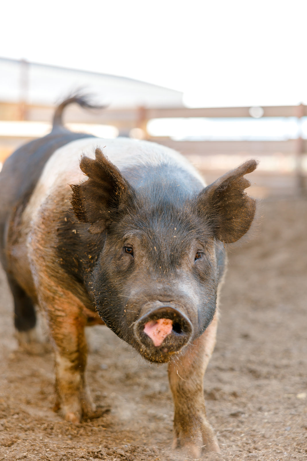 Pig Breeds – Utah Pork Producers