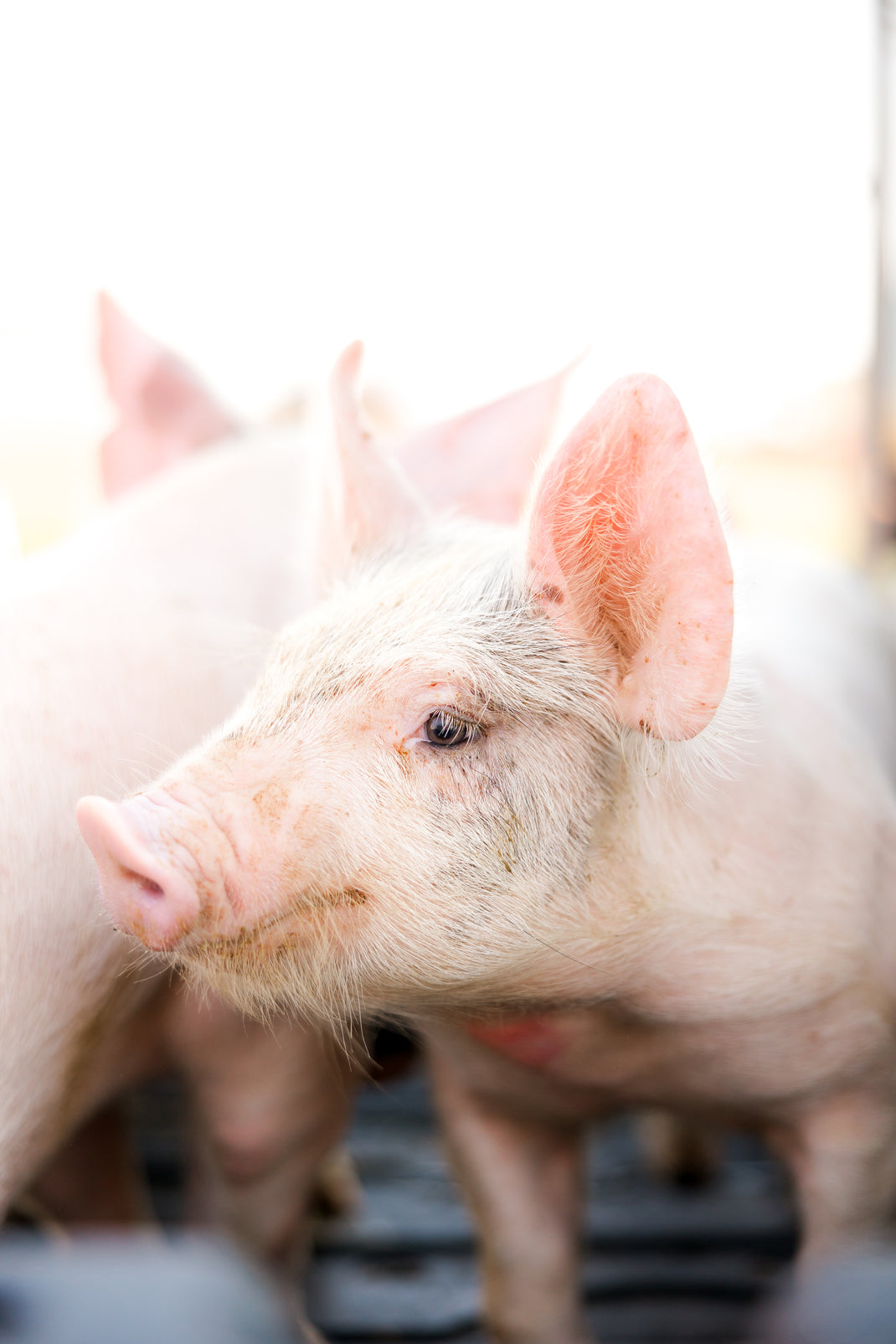 Pig Breeds – Utah Pork Producers