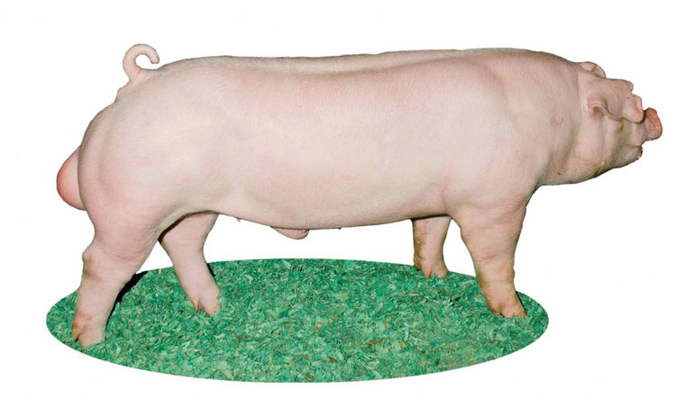 Pig Breeds – Utah Pork Producers