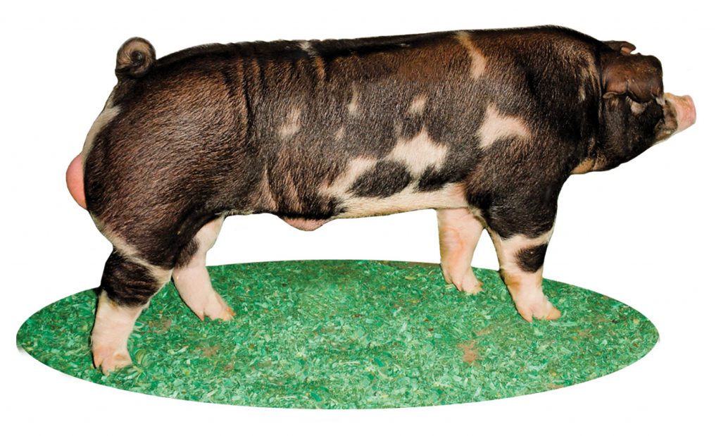 Pig Breeds – Utah Pork Producers